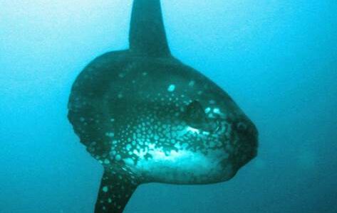 Hanna Michel – Biologist, Guide, Lecturer