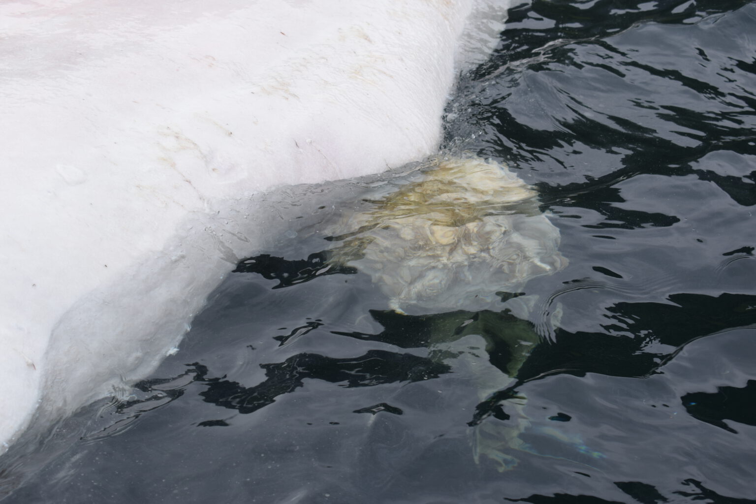 How To Identify A Dead Whale // Wie man einen totel Wal identifiziert ...